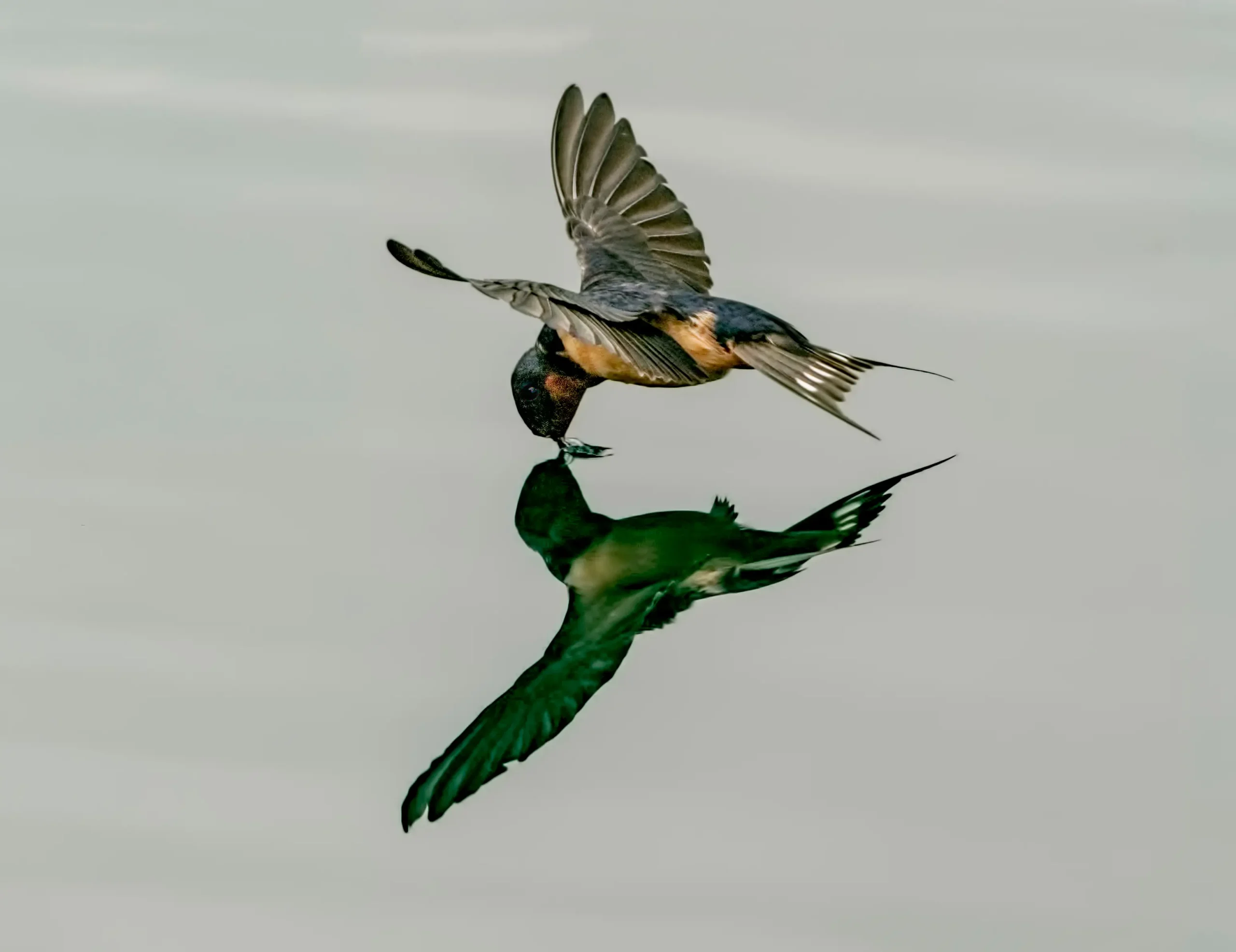 The Hummingbird and the Fire: How Small Actions Create Big Change ...